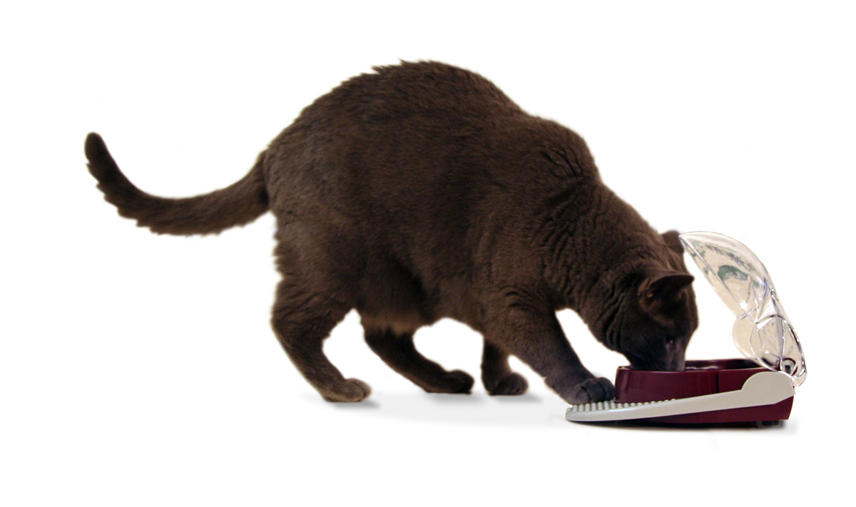Cat Flips Over Food Bowl at Glenn Austin blog
